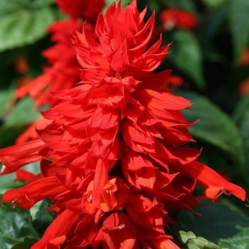 Sauge splendens Feu de la Saint-Jean rouge en sachet de 120 graines