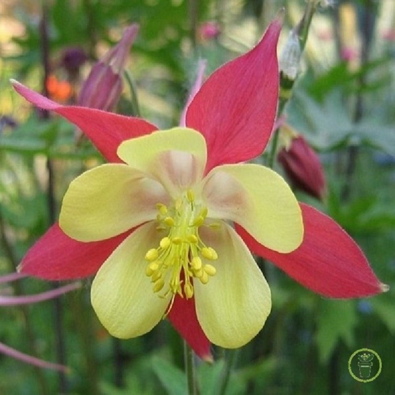Graines d’Ancolie à fleurs simple ou doubles variées - Plante Vivace