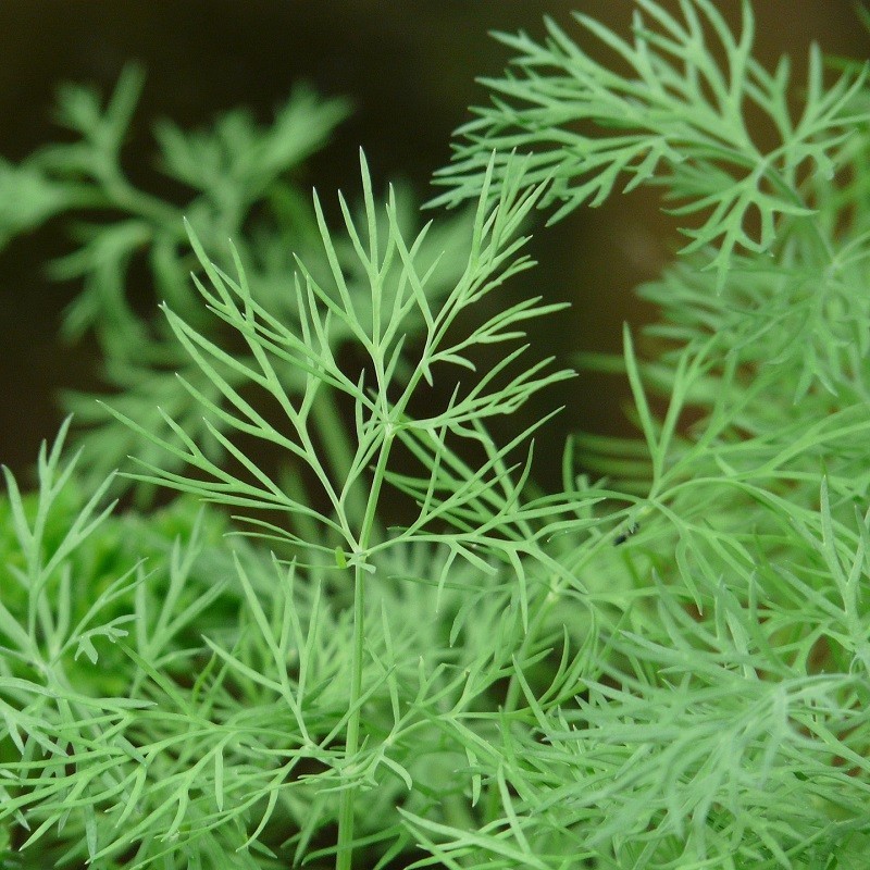 Graines d’Aneth officinale en disques présemés – Fenouil bâtard