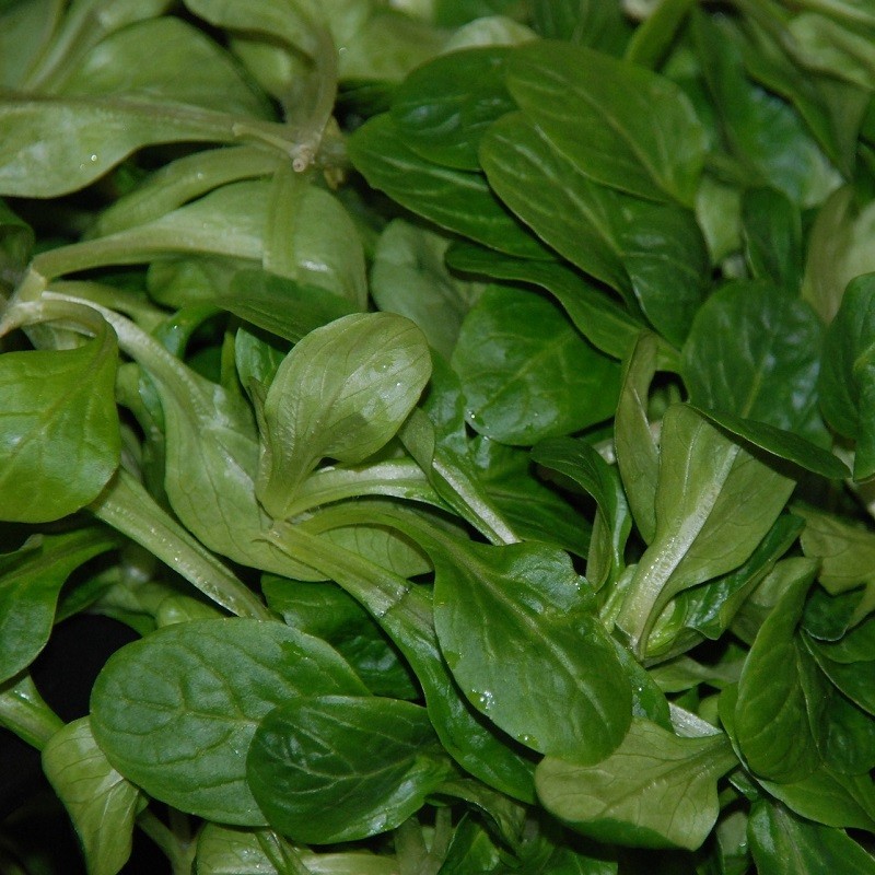 Semences de Mâche Vit bio - Salade de blé bio