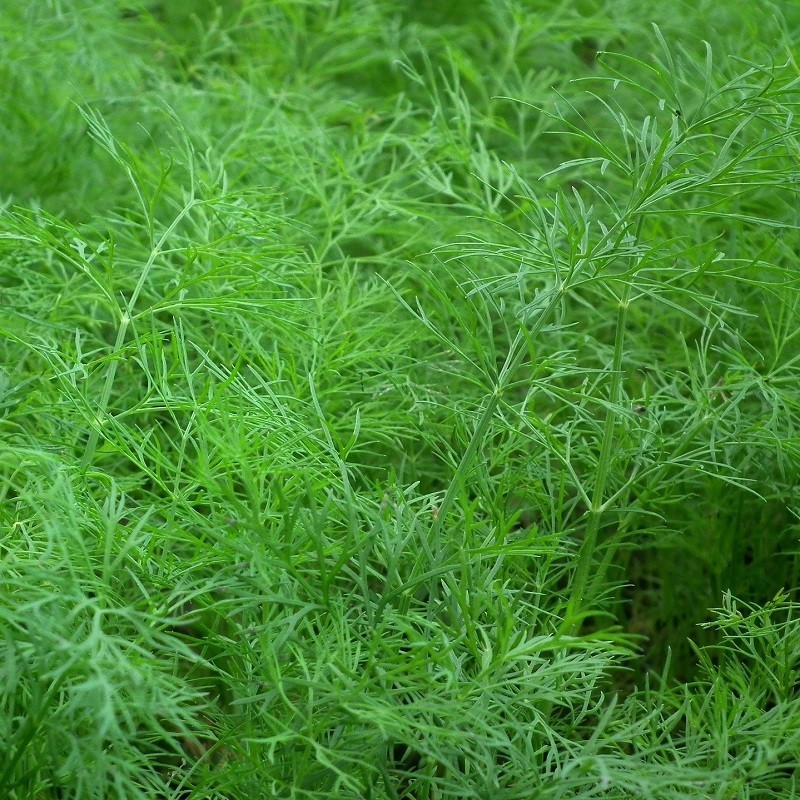 Graines d’aneth officinale biologique à semer et cultiver