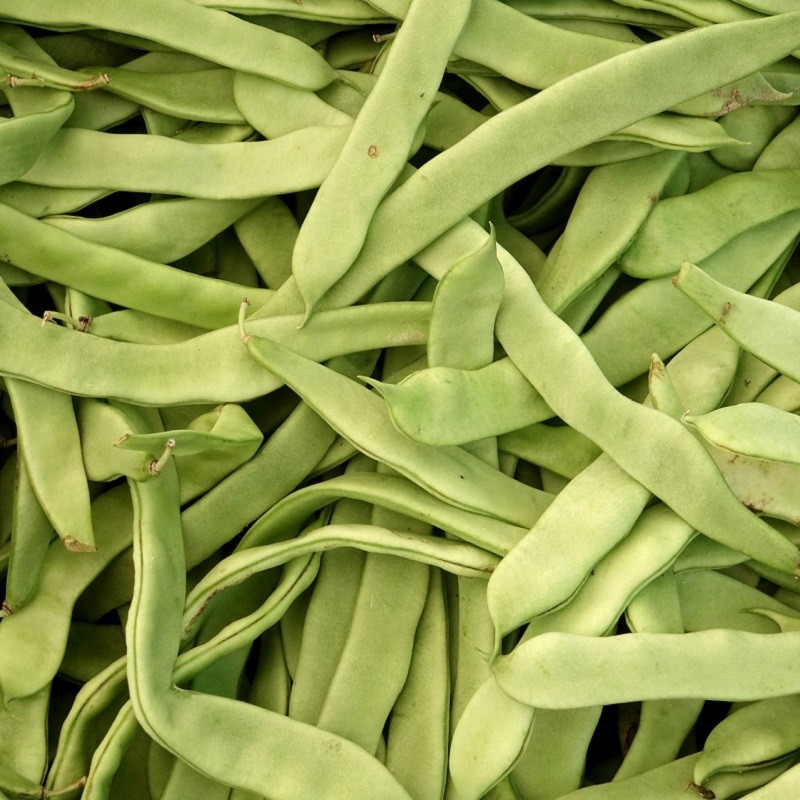 Graines biologique de Haricot à rames Helda très productif
