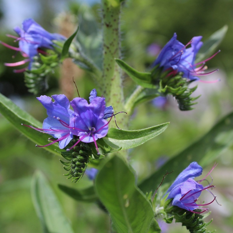 Graines de Vipérine – Echium plantagineum Bleu Bedder