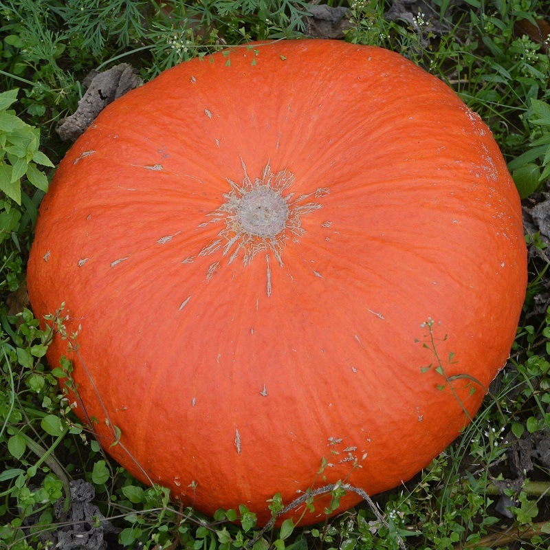 Potiron Rouge Vif d’Etampes – Graines biologiques à semer