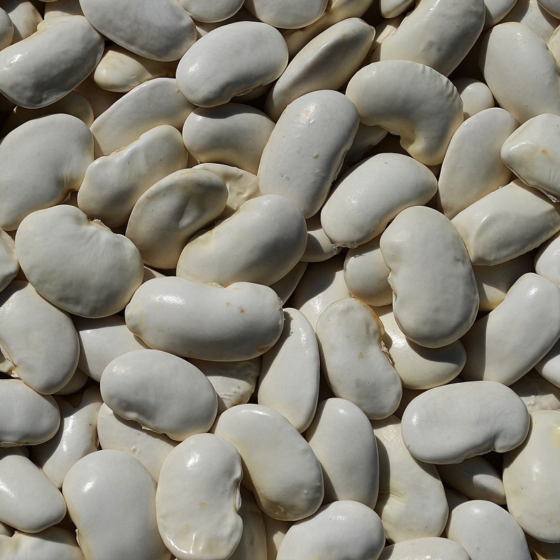 Graines de Haricot d’Espagne Orteils de Prêcheur – Très grosses fèves