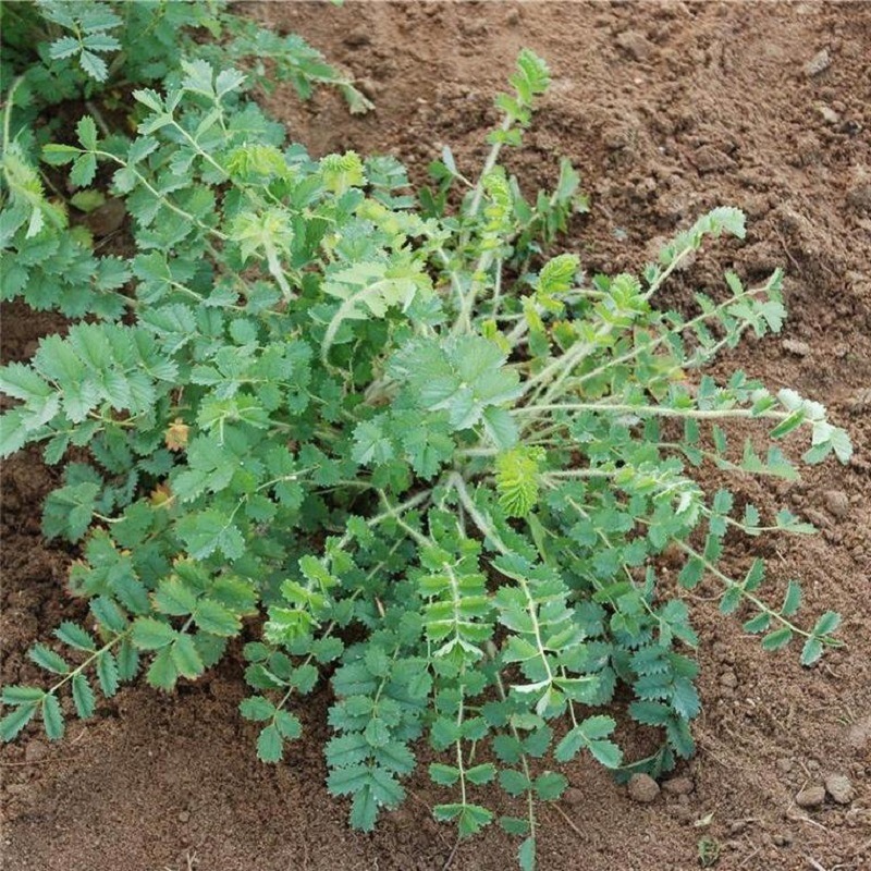 Graines de petite pimprenelle – Sanguisorba minor 250 graines