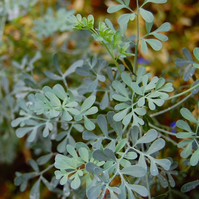 Graines de Rue officinale | Plante aromatique, décorative et répulsive