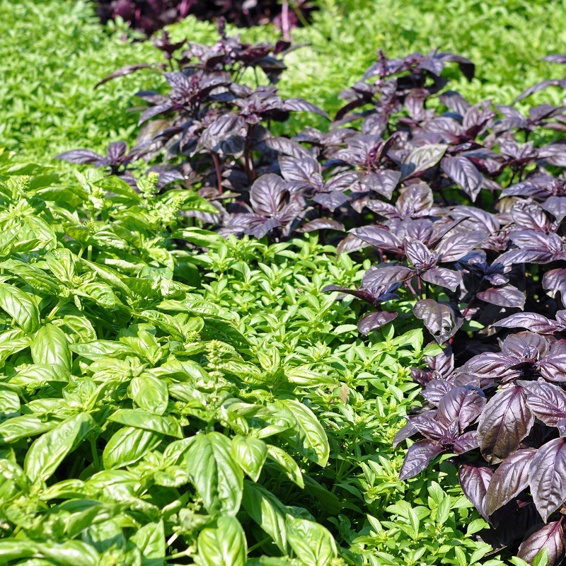 Graines de Basilics – Pack de 5 belles variétés à découvrir absolument