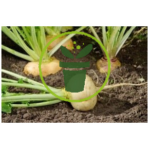 Vente de graines de navets à semer au potager
