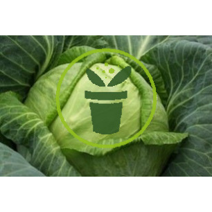 Comment semer et cultiver le chou pommé