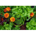 Semer des fleurs au potager : les 5 plantes utiles