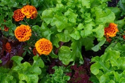 Semer des fleurs au potager : les 5 plantes utiles