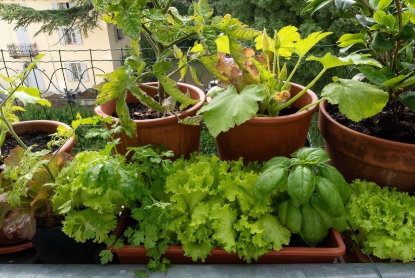 Potager en pot et en jardinière : cultiver ses légumes en ville
