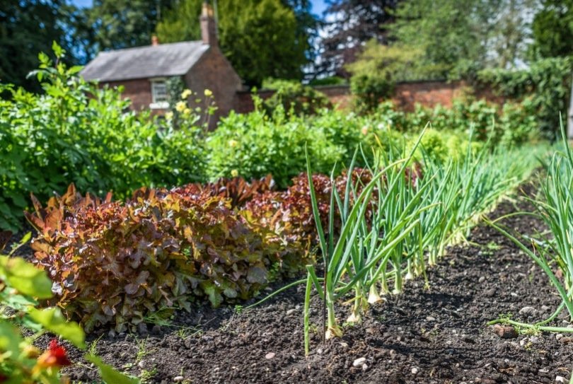 La taille idéale pour faire son potager