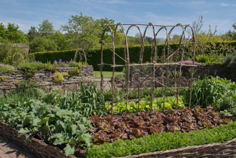 Conseils pour une rotation des cultures idéale au potager