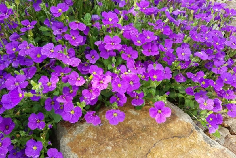 Avantages de semer des fleurs couvre-sol au jardin