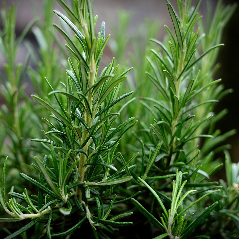 Graines de Romarin officinal – Plante vivace aromatique incontournable!