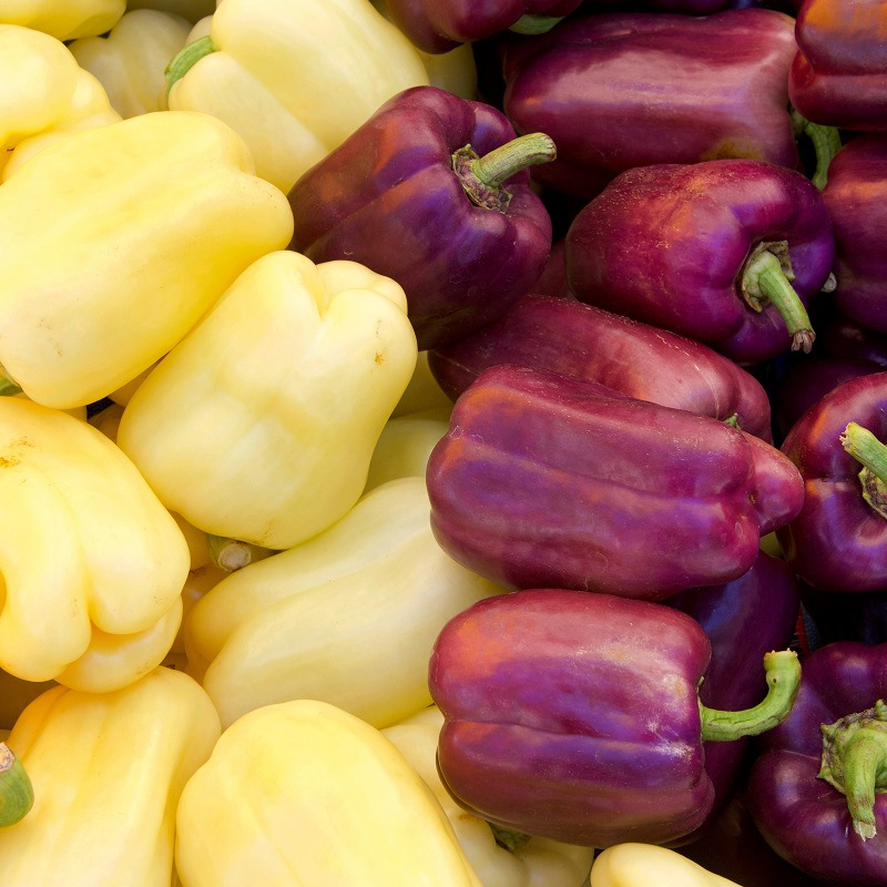 Graines de Poivron Purple Bell et Poivron White Bell.