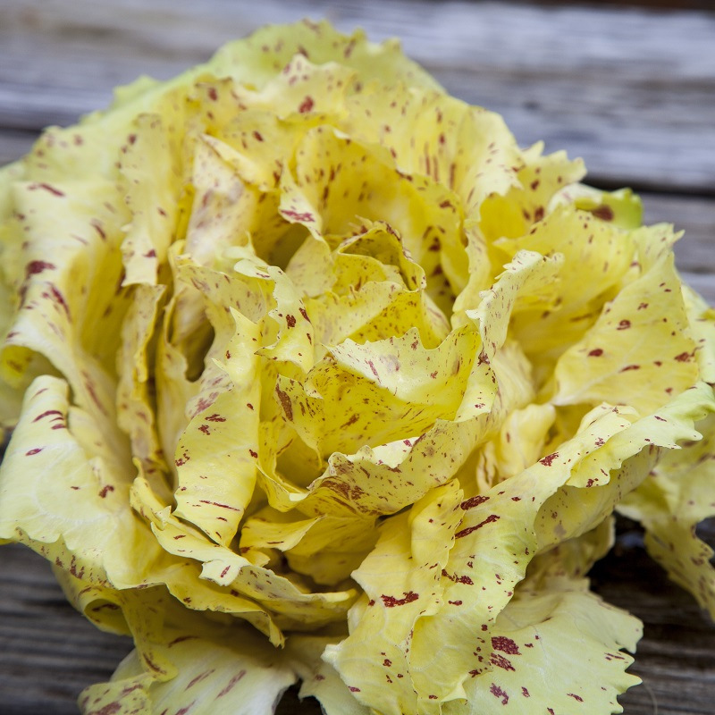 Graines de chicorée Variegata du Castelfranco