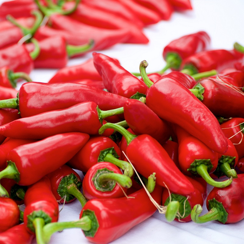 Graines de piment d’Espelette ou Gorria