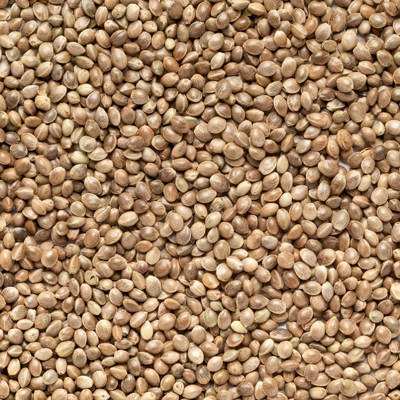 Graines de chanvre pour oiseaux du jardin