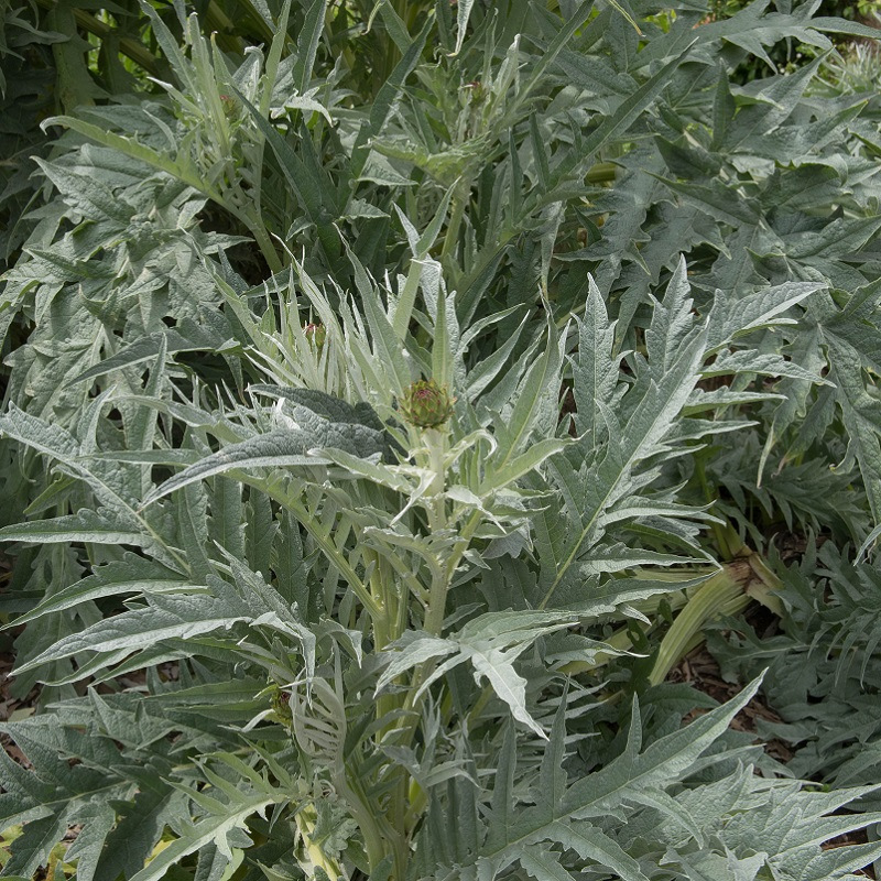 Graines de Cardon Blanc amélioré – Légume vivace cousin de l'artichaut