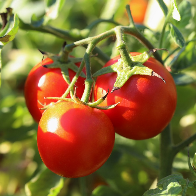Feuilles De Tomates Anciennes