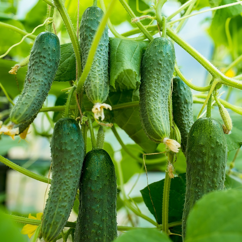 Graines de Cornichon Hokus – Variété productive et résistante.