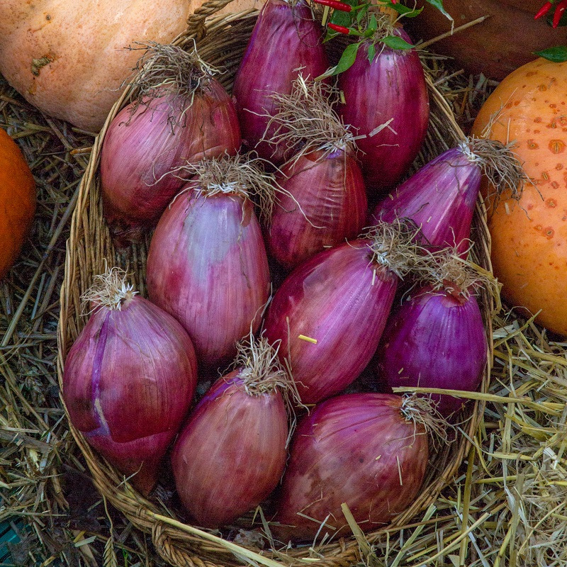 Graines d’Oignon Rossa Lunga di Firenze – Oignon doux de Florence