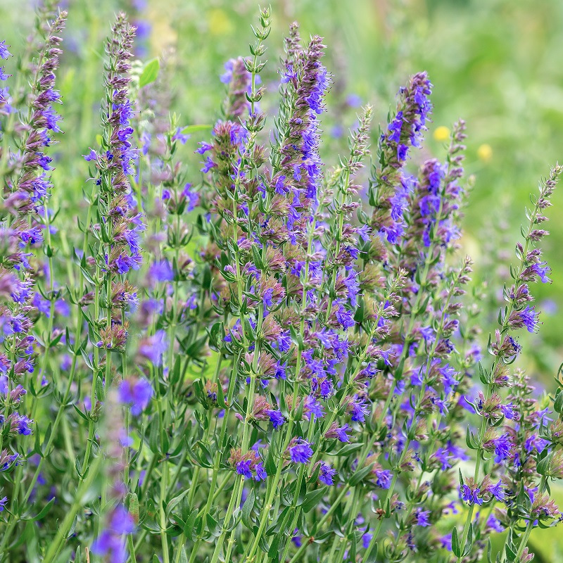 Graines d’Hysope officinale ou Herbe Sacrée à semer | Plante méllifère