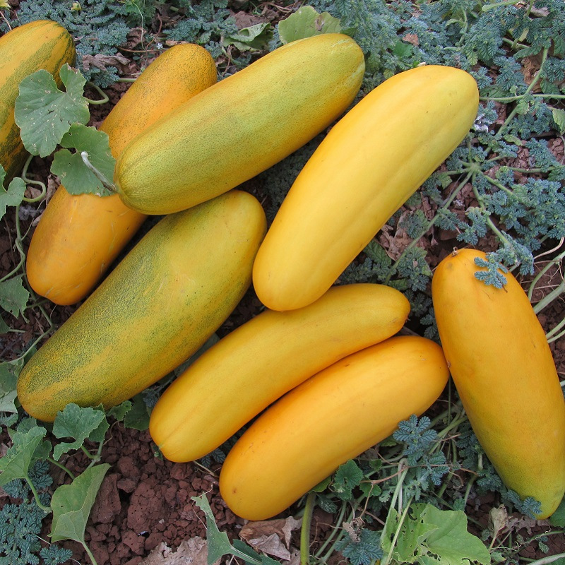 Graines de Concombre Jaune Gele Tros – Cultivez l'originalité au potager