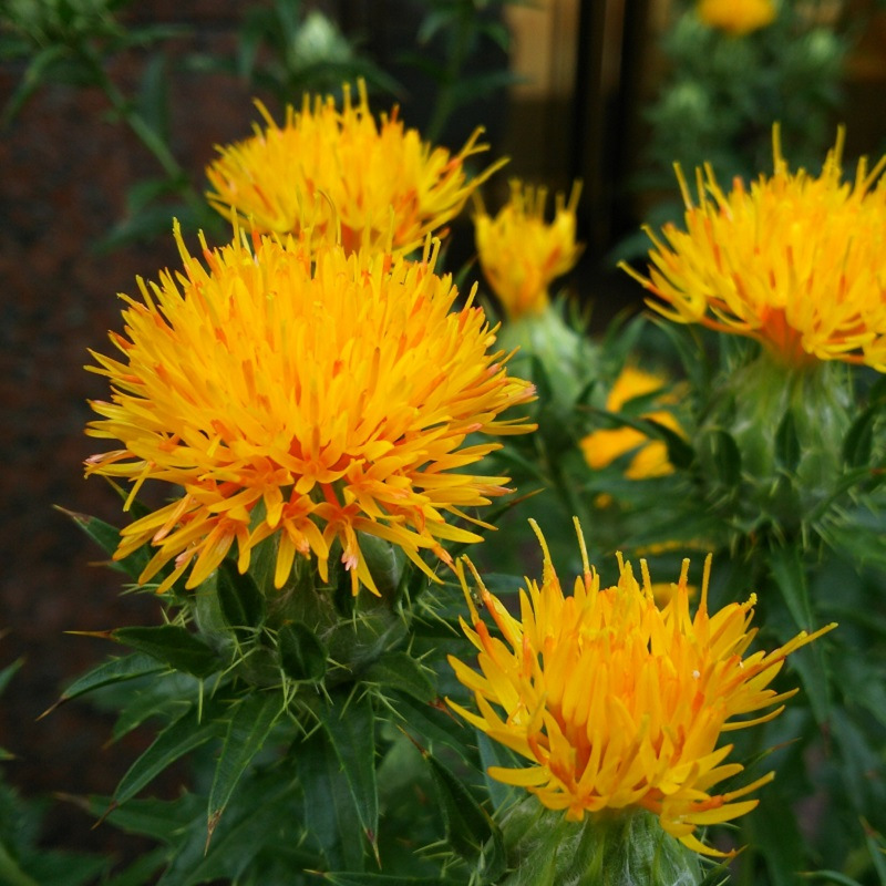 Graines de Carthamus tinctorius orange – Carthame des Teinturiers