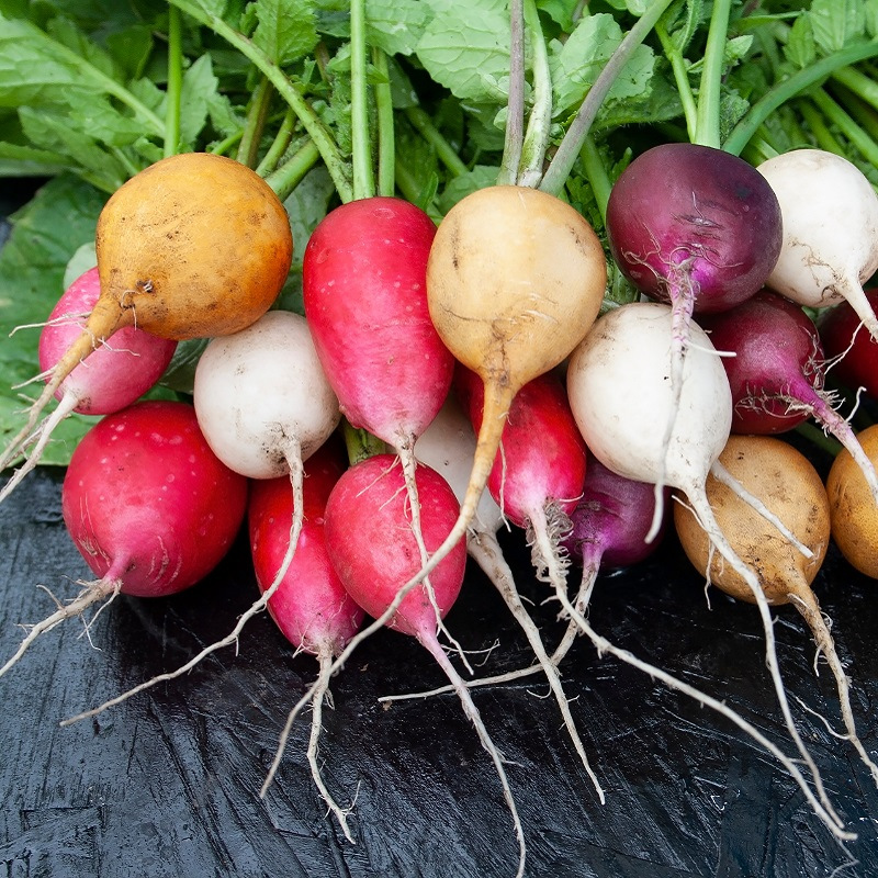 Radis rond en mélange de couleurs - ruban de graines présemées