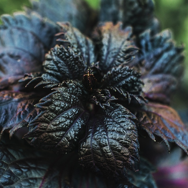 Graines de Basilic Red Lizzy - Basilic pourpre à grandes feuilles.