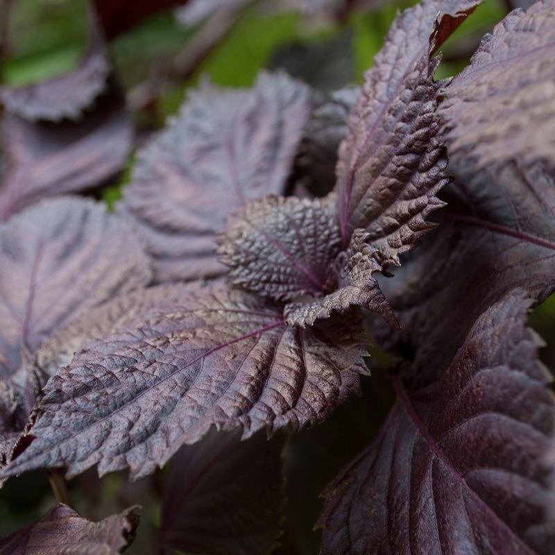 Graines de Basilic Red Lizzy - Basilic pourpre à grandes feuilles.