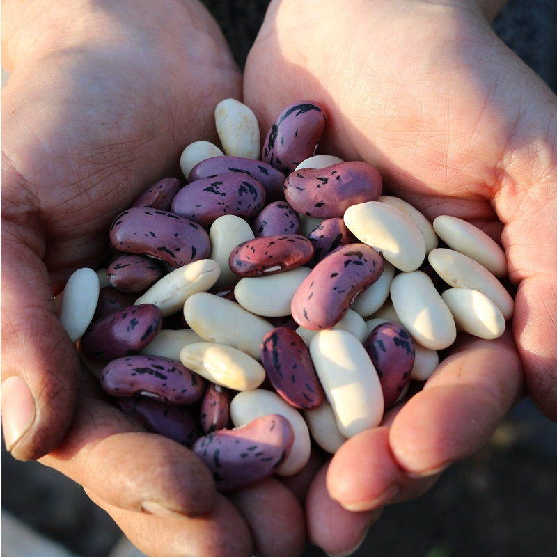 Semer les haricots : quand et comment ? Le guide complet du jardinier