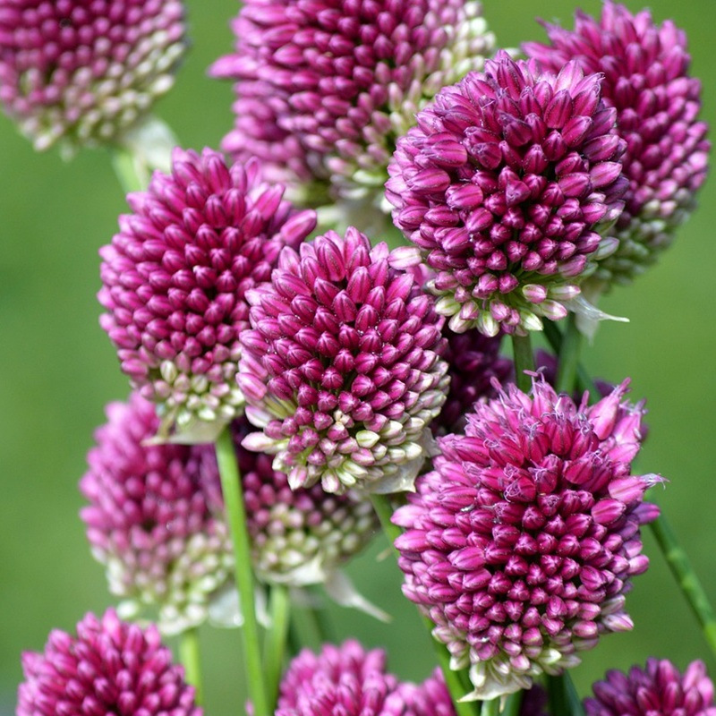 Allium Sphaerocephalon – Bulbes d’Ail décoratif pourpre