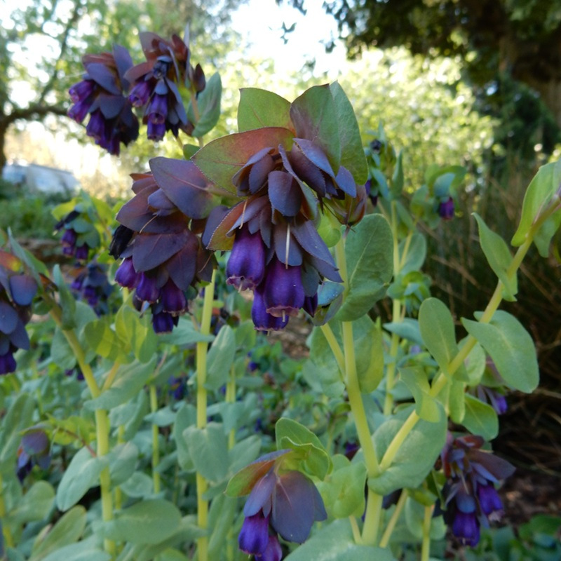 Graines de Cerinthe major purpurascens – Mélinet pourpre