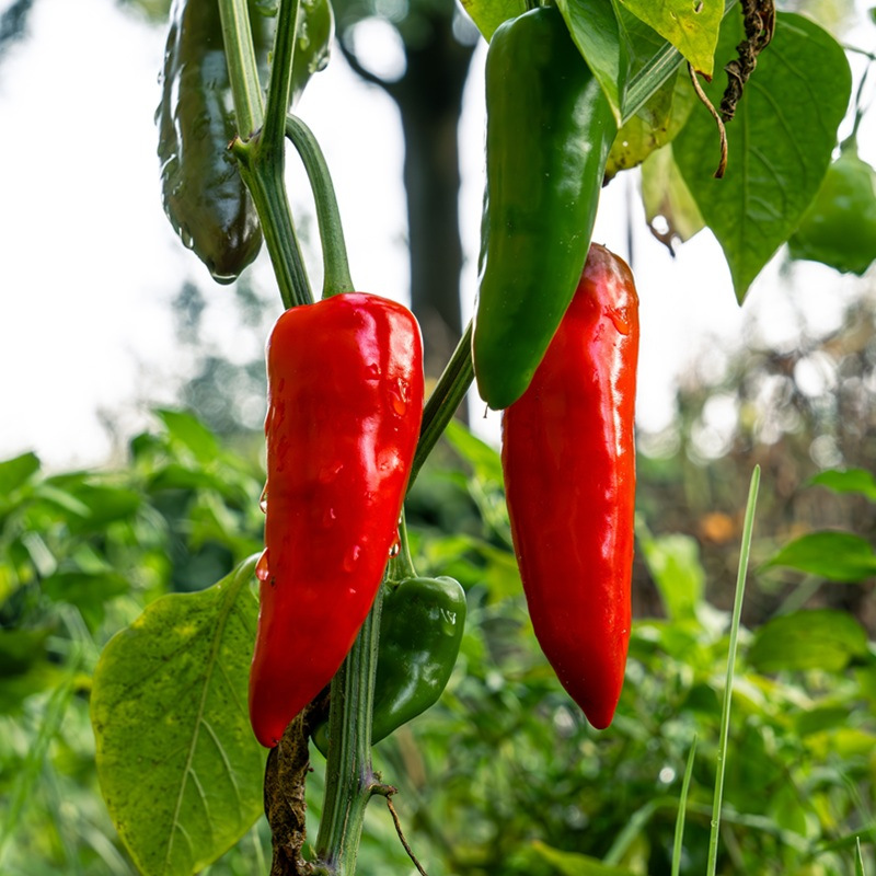 Poivron Kapiya – Variétés anciennes douces et productives
