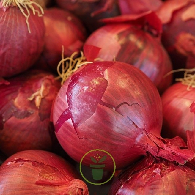 Oignon Red Baron à planter 250 grammes – Oignon rouge savoureux
