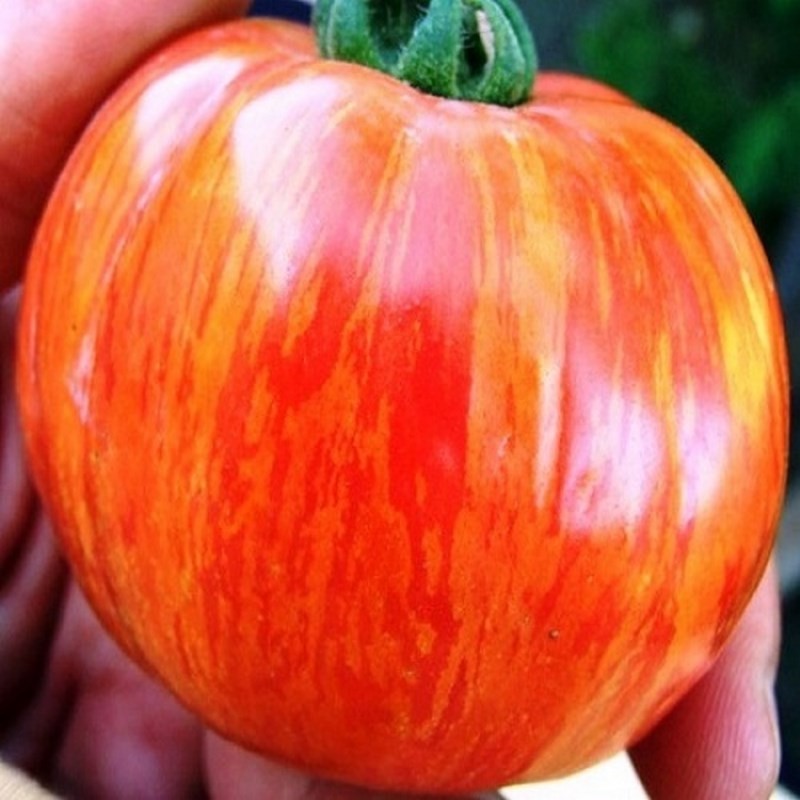 Tomate Tigerella en sachet de 60 graines | Tomate ancienne précoce.