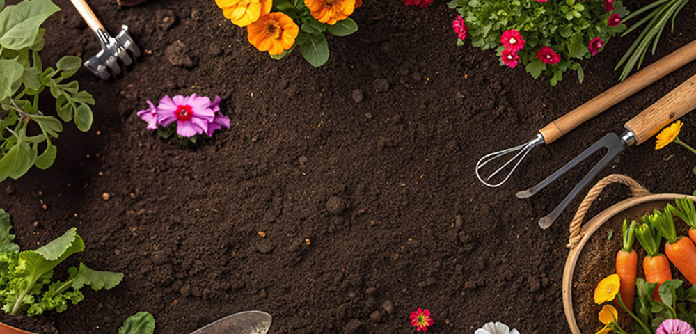 Graines - Semences - Graines biologiques, non traitées et reproductibles