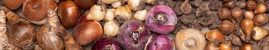 Bulbes potagers à repiquer – Ail, Oignons, Échalotes | Graines-Semences