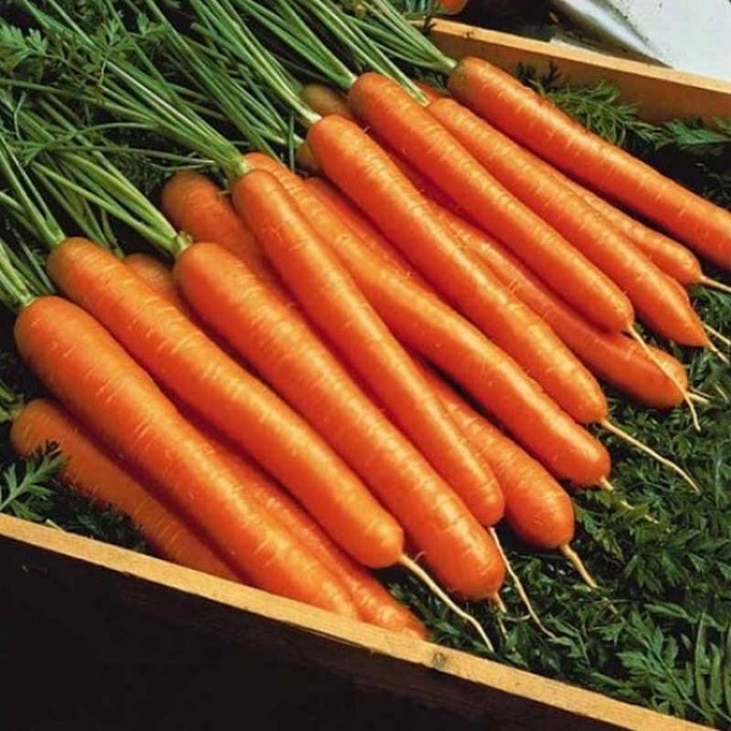 Graines de carottes – Variétés anciennes et originales à découvrir.