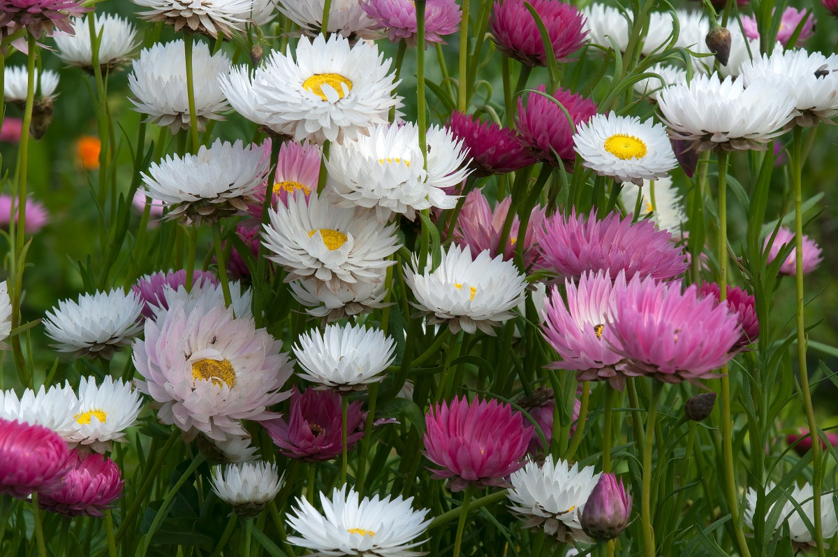 Graines d ’Acroclinium (Helipterum roseum) double varié – Bouquets secs