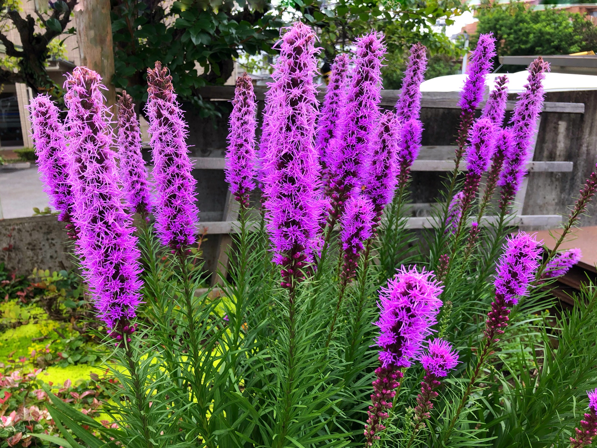 Graines de Liatris spicata Blazing Star – Vivace mellifère originale