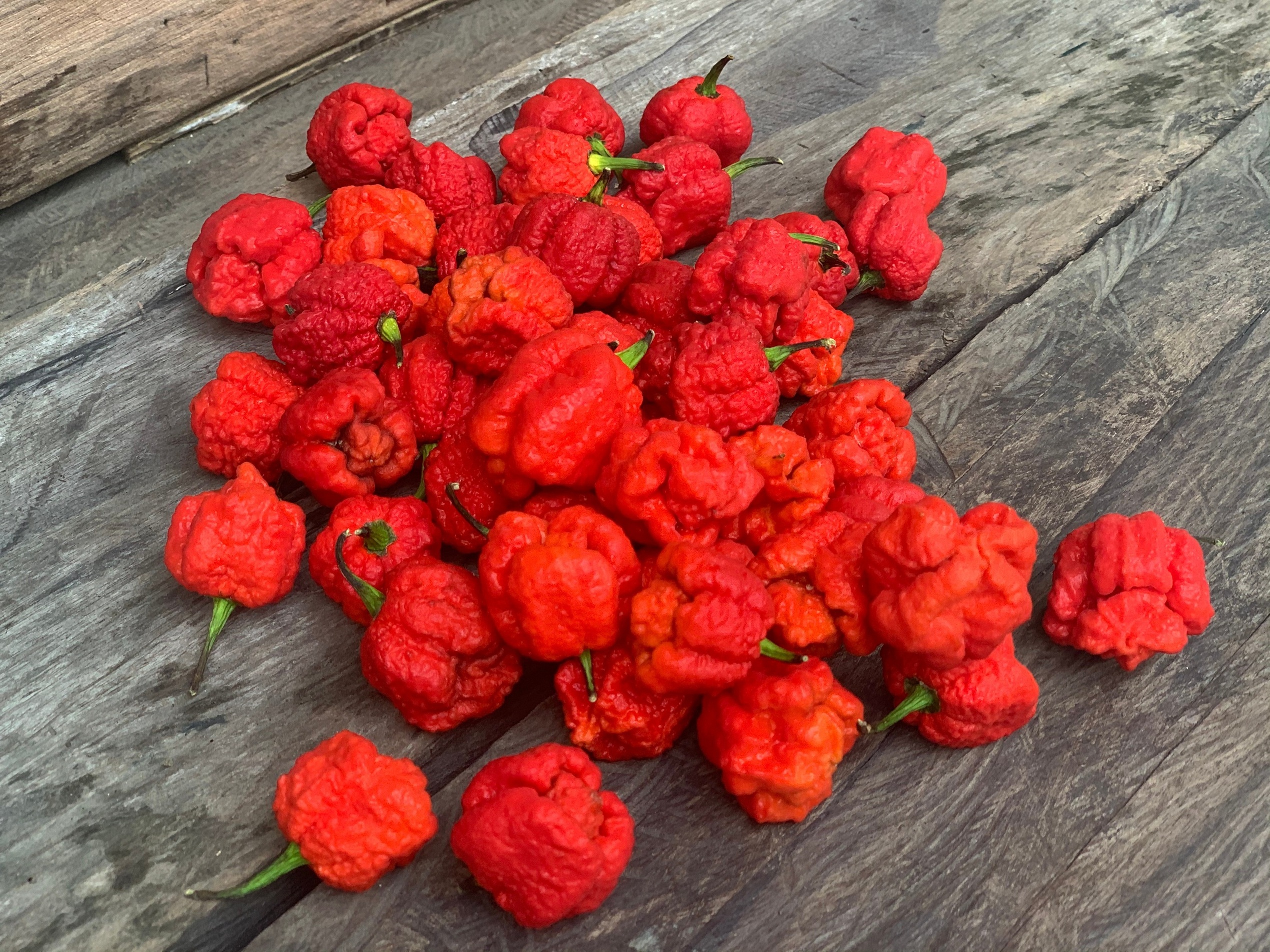 Graines de Piment Carolina Reaper – Ultra fort – 10 graines